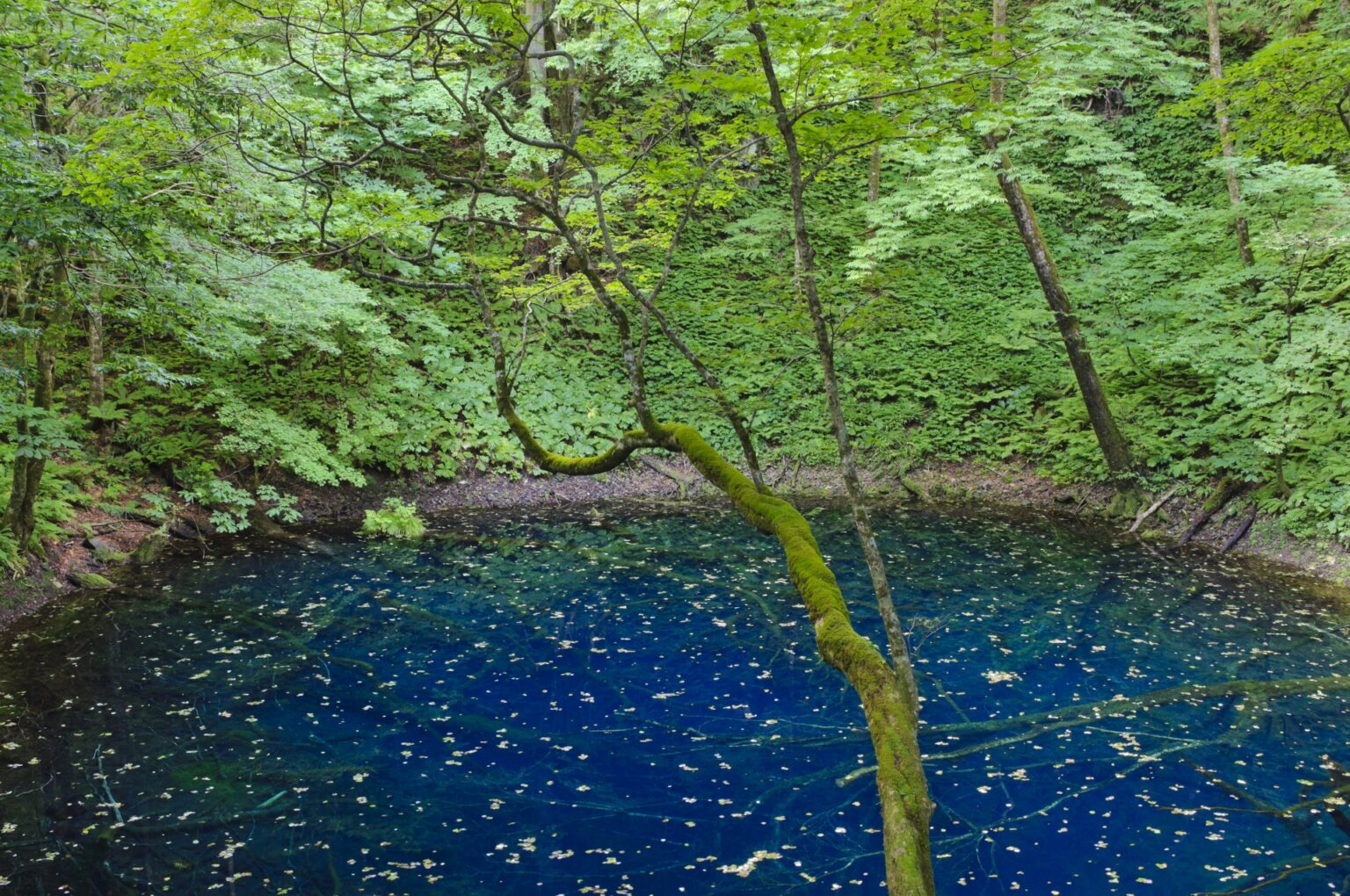 白神山地の世界遺産登録はいつ？なぜ選ばれた理由とその範囲を解説