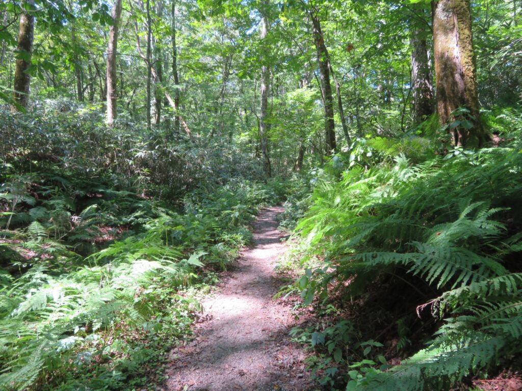 白神山地の世界遺産登録はいつ？なぜ選ばれた理由とその範囲を解説