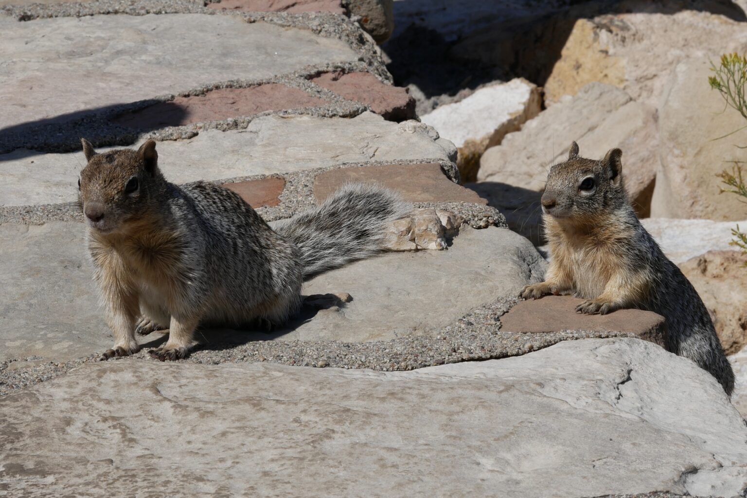 グランドキャニオン国立公園の動物と特徴、世界遺産に選ばれた理由